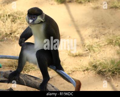 Weihai, Weihai, China. 10th Nov, 2018. Weihai, CHINA-Animals can be ...