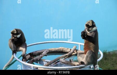Weihai, Weihai, China. 10th Nov, 2018. Weihai, CHINA-Monkeys can be ...