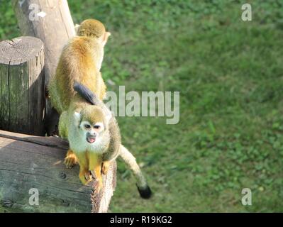 Weihai, Weihai, China. 10th Nov, 2018. Weihai, CHINA-Monkeys can be ...