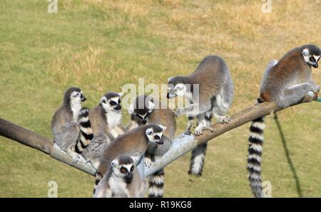 Weihai, Weihai, China. 10th Nov, 2018. Weihai, CHINA-Monkeys can be ...