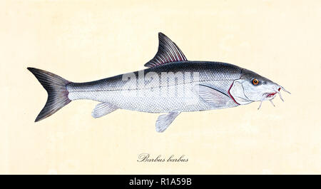 Barbel (Barbus barbus), drawing Stock Photo - Alamy