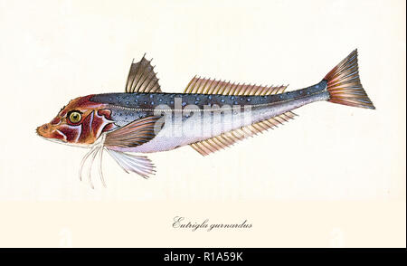 Grey Gurnard (Eutrigla gurnardus), drawing Stock Photo - Alamy