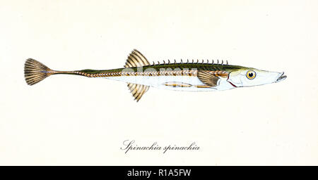 Sea Stickleback (Spinachia spinachia), drawing Stock Photo - Alamy