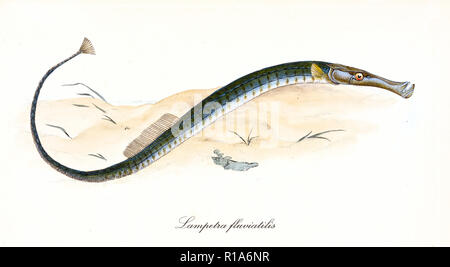 European River Lamprey (Lampetra fluviatilis), drawing Stock Photo - Alamy
