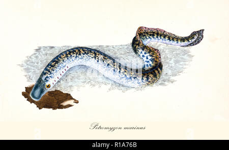 Sea Lamprey (Petromyzon marinus), drawing Stock Photo - Alamy