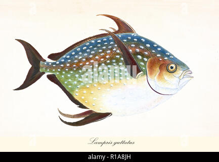 Opah (Lampris guttatus), drawing Stock Photo - Alamy