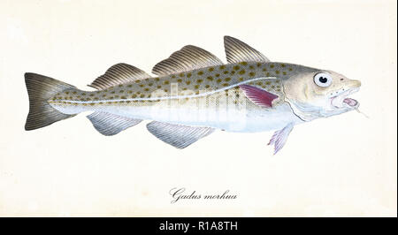 Atlantic Cod Fish Drawing Stock Photo - Alamy
