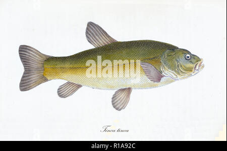Tench (Tinca tinca), drawing Stock Photo - Alamy