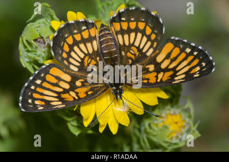 Theona Checkerspot, Chlosyne theona, female on Camphor Daisy ...