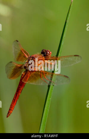 Dragonfly, Odonata, predator and prey near ponds and streams. They ...