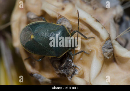 Conchuela Bug, Chlorochroa ligata, on cholla, Cylindropuntia imbricata ...