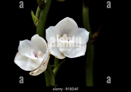 Peristeria elata also known as Dove Orchid, the National Flower of ...