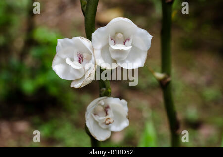 The rare and endangered Peristeria Dove orchid, Holy Spirit Orchid ...