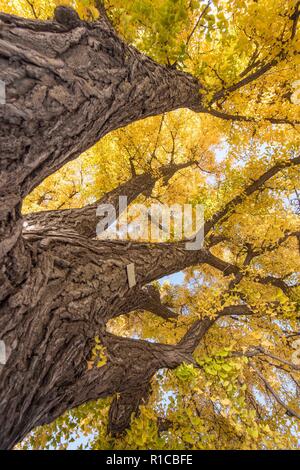Weifang, Weifang, China. 10th Nov, 2018. Weifang, CHINA-A 220-year-old ...