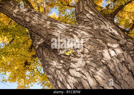 Weifang, Weifang, China. 10th Nov, 2018. Weifang, CHINA-A 220-year-old ...