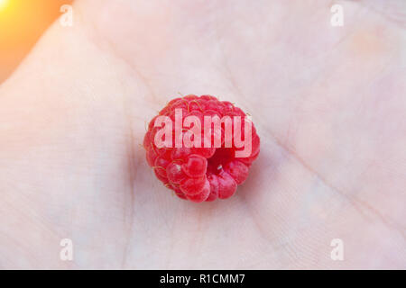 Red raspberry on man's hand close up Stock Photo - Alamy