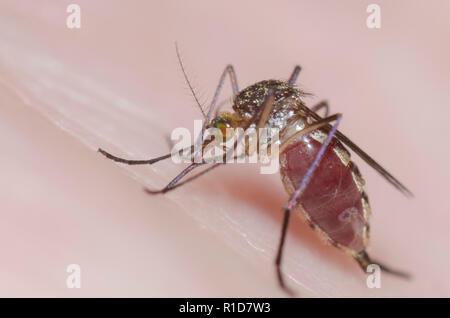 Mosquito, Psorophora ferox, biting human skin and getting engorged with ...