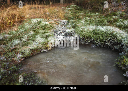 Frozen forest stream surrounded by moss covered with frost Stock Photo ...