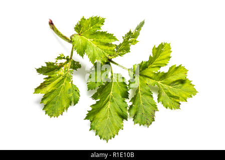 The invasive plant Persian hogweed Heracleum persicum Stock Photo - Alamy