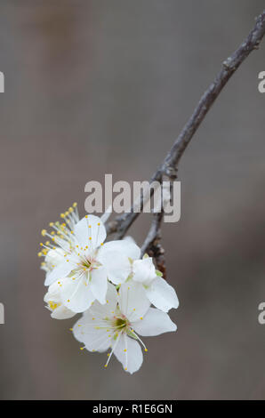 Wild Plum, Prunus sp., blossoms Stock Photo - Alamy