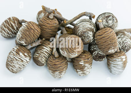 snow painted pine cone on rustic white wood table, Christmas decoration ...