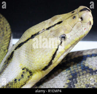 Motley Tiger Reticulated Python Stock Photo - Alamy