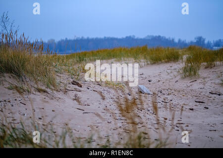 dry grass bents in sand on the beach in cold autumn evening by the ...