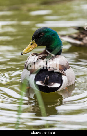 A closeup shot of a Mandarin duck swimming in a green pond Stock Photo ...
