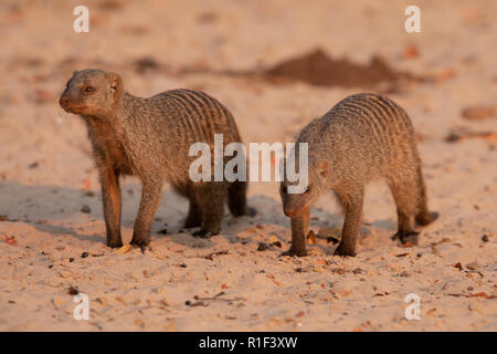Banded Mongoose (Mungos mungo), Chobe National Park, Botswana Stock ...