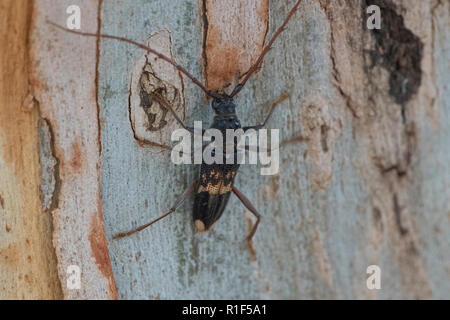 Eucalyptus Longhorned Borer Beetle (Phoracantha semipunctata Stock ...