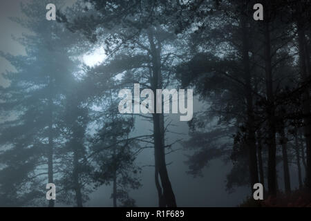 Spooky foggy forest in a full moon night Stock Photo: 216514852 - Alamy