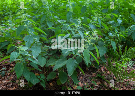 Common nettle in bloom Stock Photo - Alamy