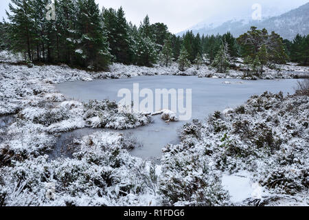 Lochan Deo on forest walk in winter snow, Rothiemurchus Estate, near ...
