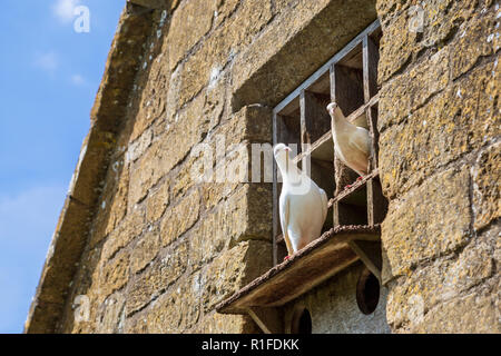 Curious doves in a Cotswold stone dovecote, Cotswolds, England Stock ...
