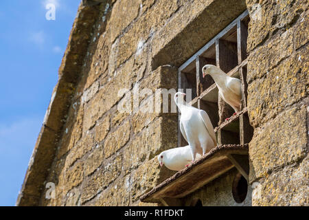 Curious doves in a Cotswold stone dovecote, Cotswolds, England Stock ...