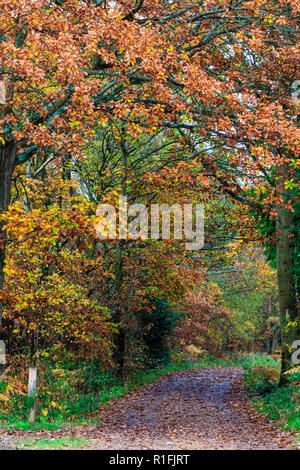Autumn and the rain in Blean Woods, Canterbury. Brown dead fern leaves ...