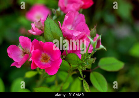 A wild Alberta rose bush (Rosa acicularis), the official floral emblem ...