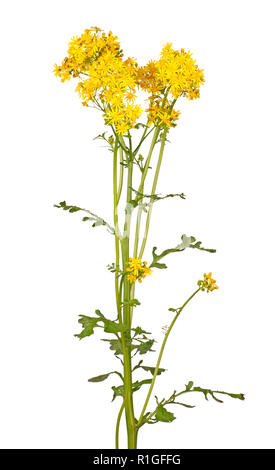 Cressleaf Groundsel Yellow Flowers Packera glabella in Summer Meadow ...