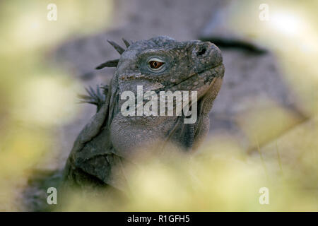 Reptilia in thickets, Ricord's Iguana or Cyclura ricordi, Dominican ...