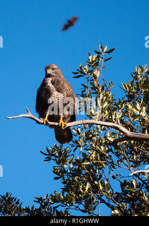 Common buzzard Buteo buteo Stock Photo - Alamy