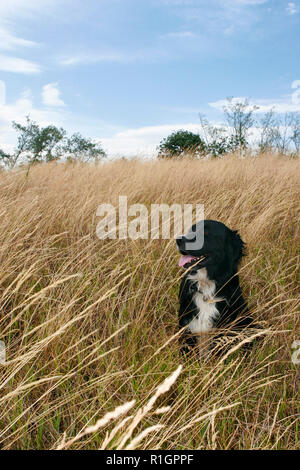 A black dog in a field Stock Photo - Alamy