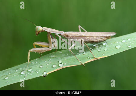 MEDITERRANEAN MANTIS Iris oratoria on Rhodes. Photo: Tony Gale Stock ...