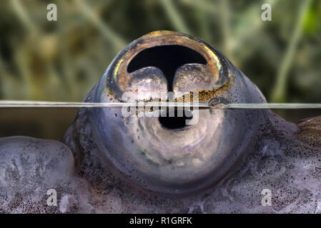 eye iris and pupil close up macro that has been isolated Stock Photo ...