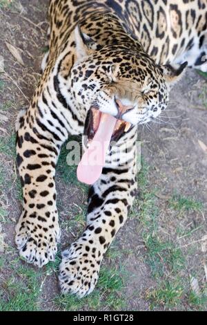 Jaguar, eating, Panthera onca Stock Photo - Alamy
