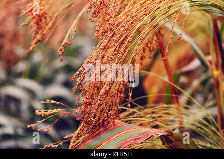 Cultivated proso millet in agricultural field Stock Photo - Alamy