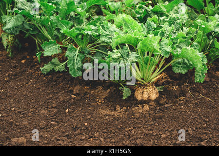 Sugar beet root crop organically grown in cultivated field Stock Photo ...