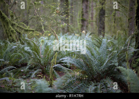 "Giant tree ferns" very old Jurassic plant Stock Photo - Alamy