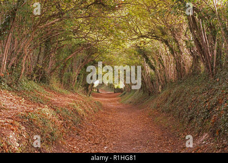 The path to Halnaker Windmill, Mill Lane, Chichester, West Sussex ...
