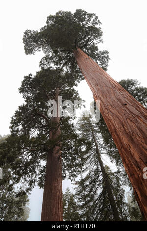 Low angle view of majestic sequoia trees in Sequoia National Park, USA ...