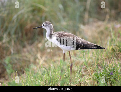bird called black-winged stilt or Himantopus himantopus is a long ...